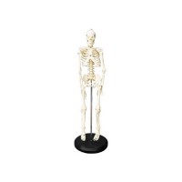 Human Skeleton 36 inches Magnetic 3D Demo Science Model - Educational ...